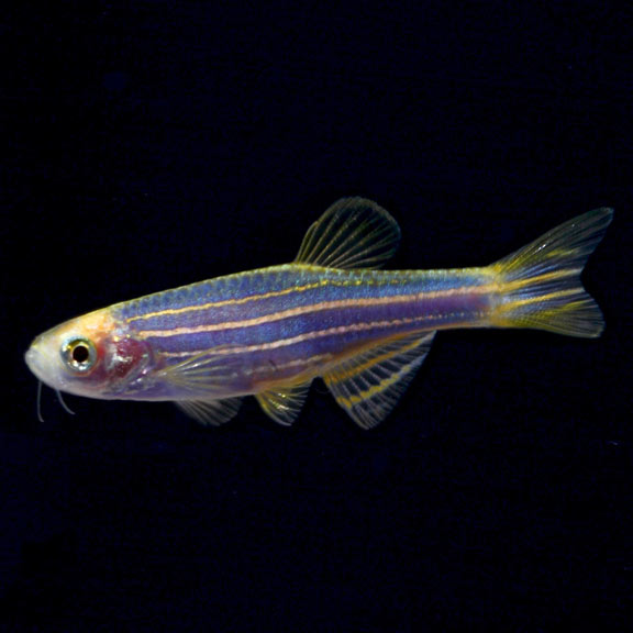 GloFish®, Cosmic Blue® Danio - Live Fish Store