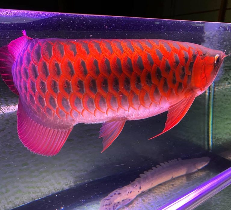 Arowana Fish for Sale Online | Best Arowanas Worldwide